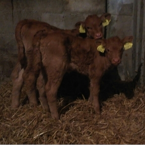 Twin Calves – what to expect when you’re expecting – Moocall